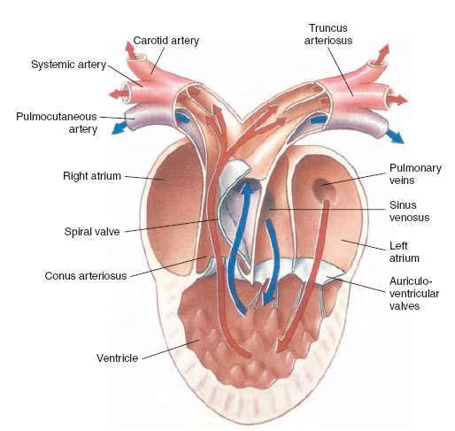Plan Of Vertebrate Circulatory Systems Circulation Internal Fluids 